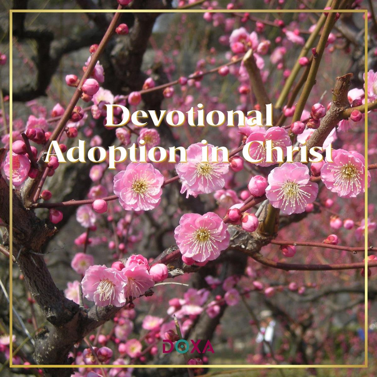 Devotional - Adoption in Christ – Doxa Movement
